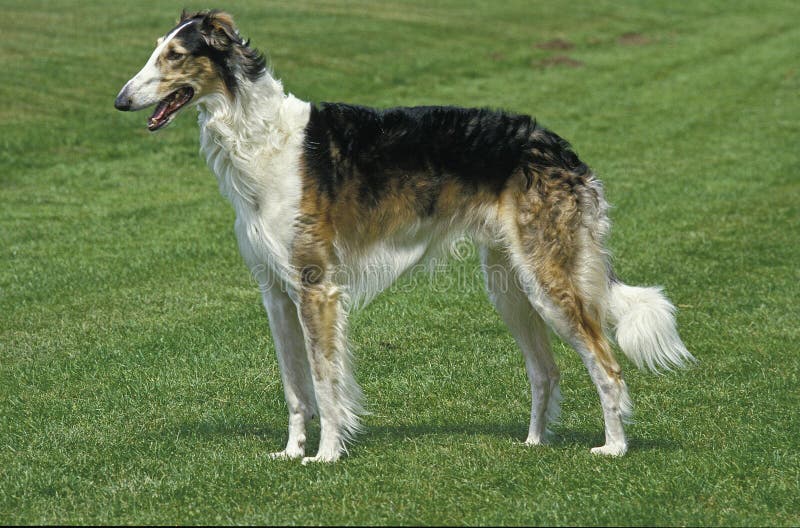 Borzoi or Russian Wolfhound, Adult Standing on Grass Stock Photo ...