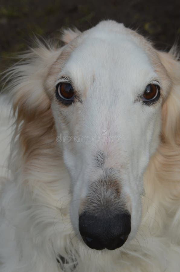 Borzoi`s face stock image. Image of portrait, borzoi - 110550429