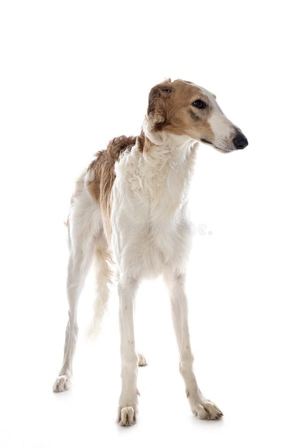 Borzoi in studio stock image. Image of animal, sighthound - 210654281