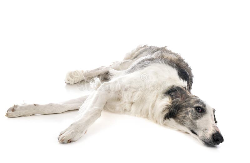 Borzoi in studio stock image. Image of animal, sighthound - 210654281