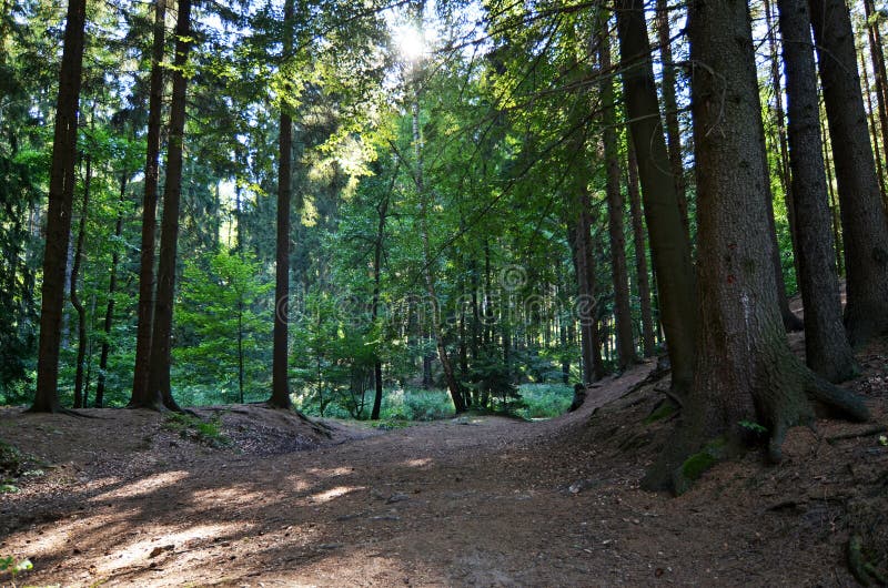 Bos stock afbeelding. Image of hoog, landschap, zomer - 102471061