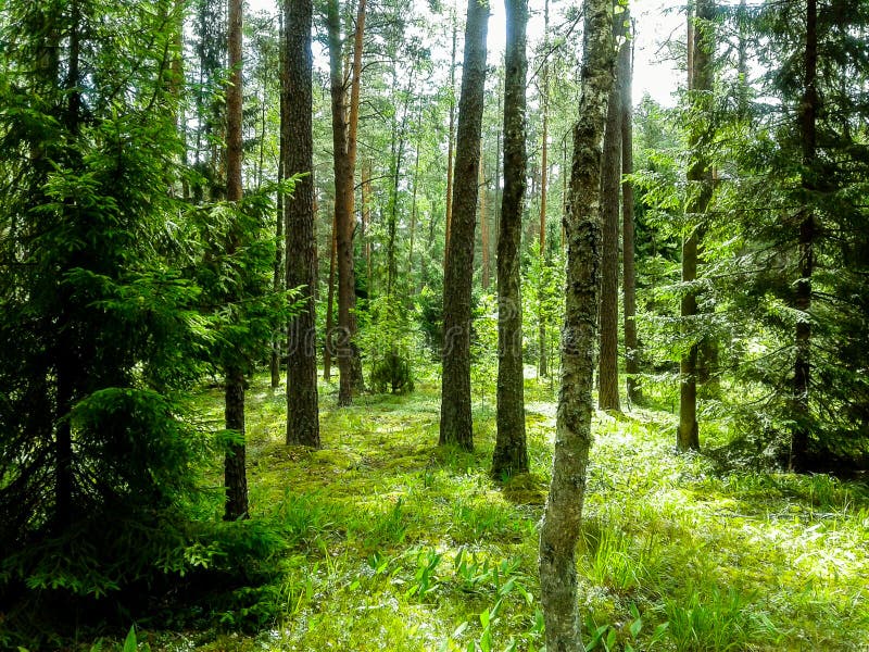 Bos stock foto. Image of diep, boom, gras, groen - 112924122