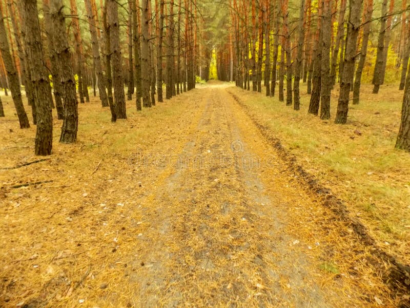 Bos achtergrond stock foto. Image of achtergronden, wild - 102311120