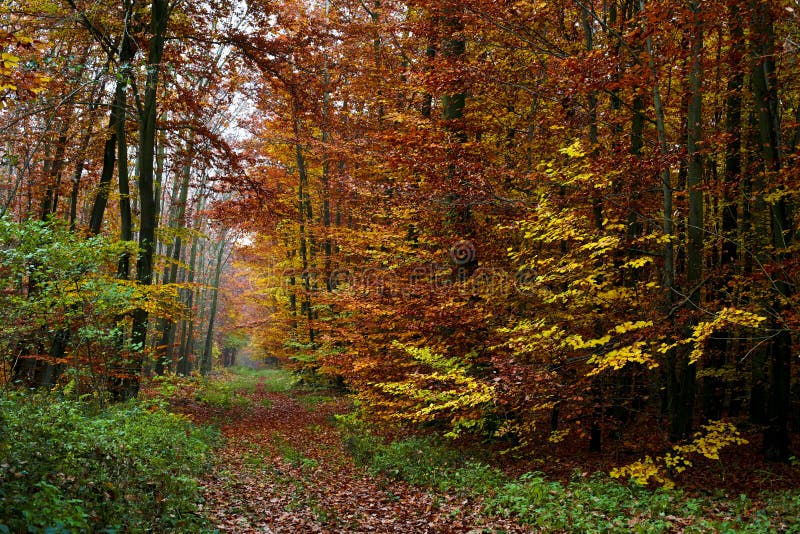 Bos achtergrond stock foto. Image of blad, rood, wild - 4493072