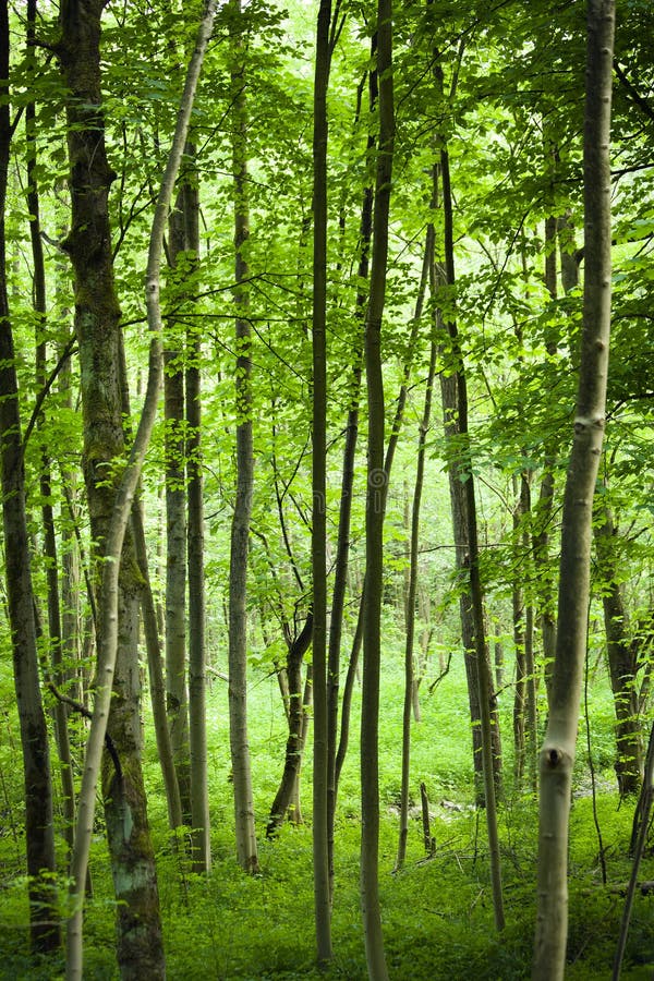 Bos achtergrond stock afbeelding. Image of boomstammen - 5362239
