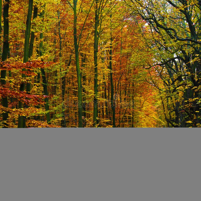 Bos Achtergrond in De Herfst 04 Stock Foto - Image of installatie ...