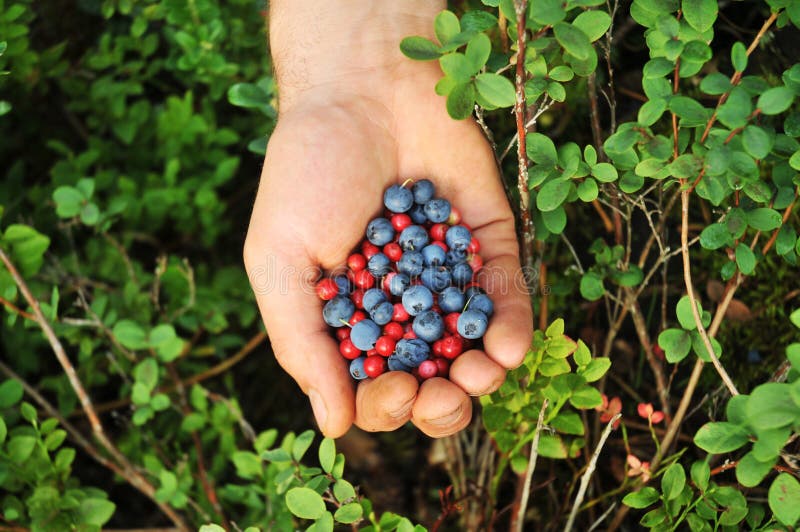 Bosbessen in Noorwegen stock foto. Image of rustig, helder - 80439882