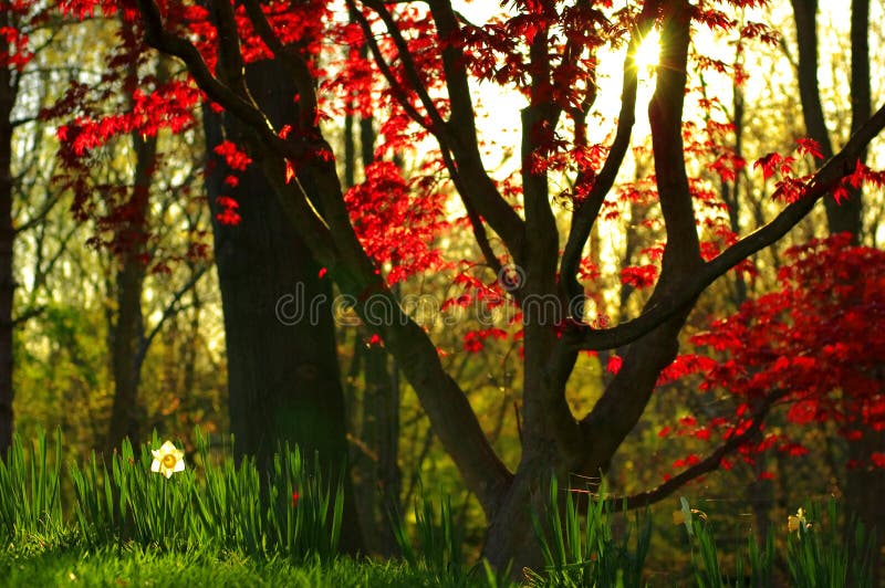 Bos bij Zonsondergang stock foto. Image of romantisch - 5266168