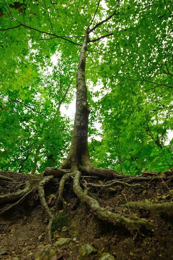 Bos boom met wortels stock afbeelding. Image of bebost - 44319065