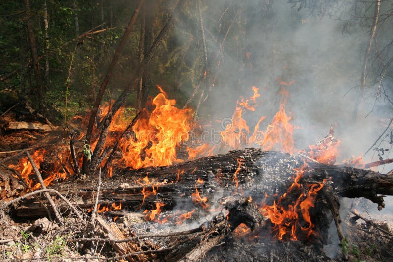 Bosbrand stock afbeelding. Image of verbranding, boom - 1117473