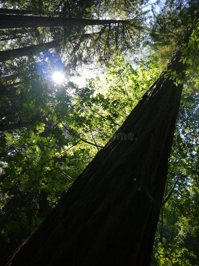Bos: Californische Sequoia Boom Stock Foto - Image of nave, park: 26973716