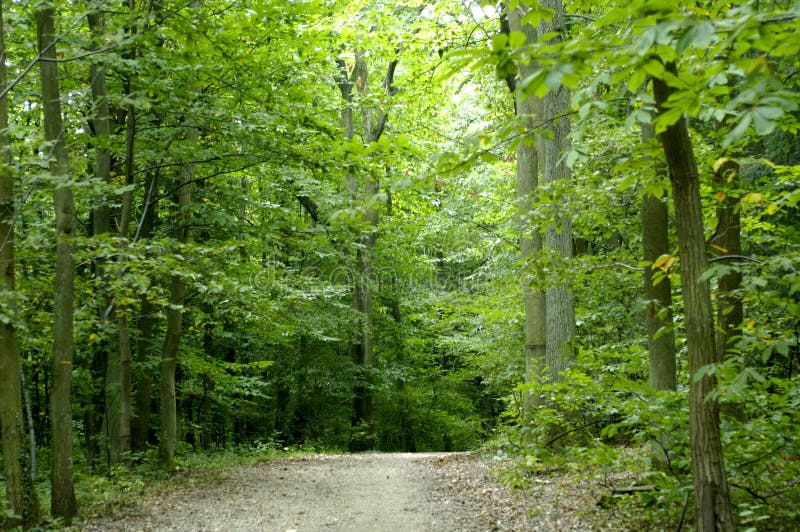 Bos in de zomer stock foto. Image of bladeren, naaldboom - 11964774
