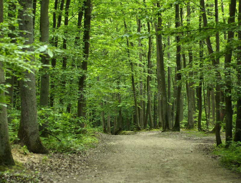 Bos in de zomer stock afbeelding. Image of naaldboom, gematigd - 6970191