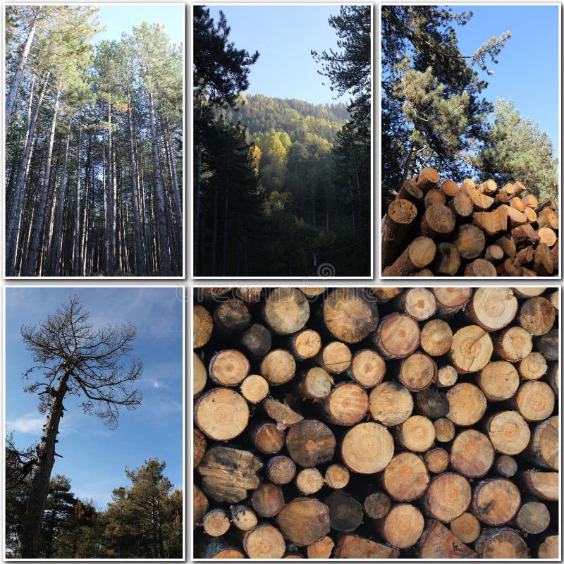 Bos en hout stock foto. Image of hout, boom, helder, logboek - 16770848