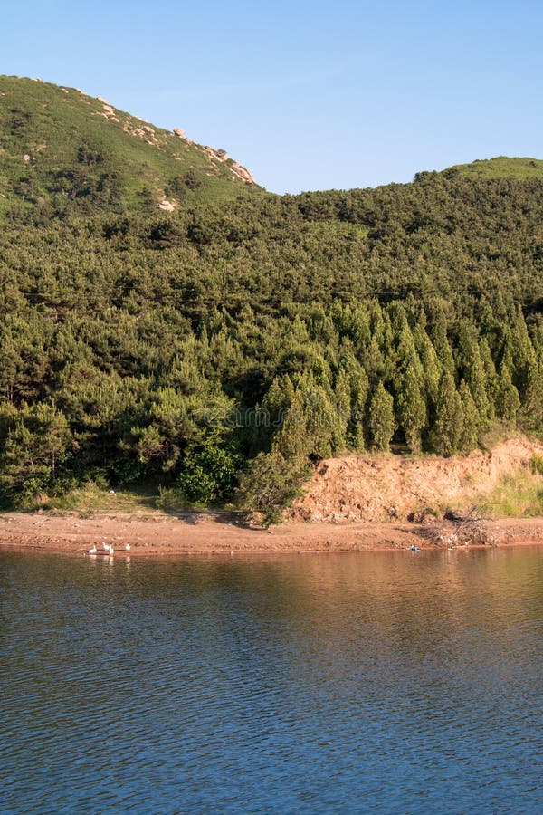 Bos en meer stock afbeelding. Image of blad, nave, openlucht - 55278477