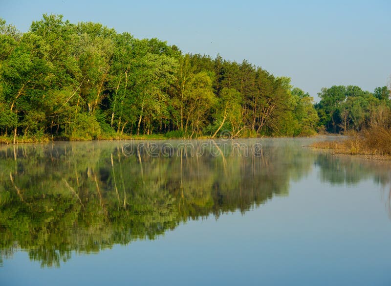 Bos en rivier stock foto. Image of reis, groen, zonlicht - 37910436