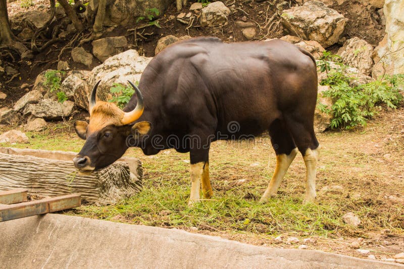 Wild Gaur (Bos Gaurus Laosiensis) Stock Photo - Image of heavy, asia ...