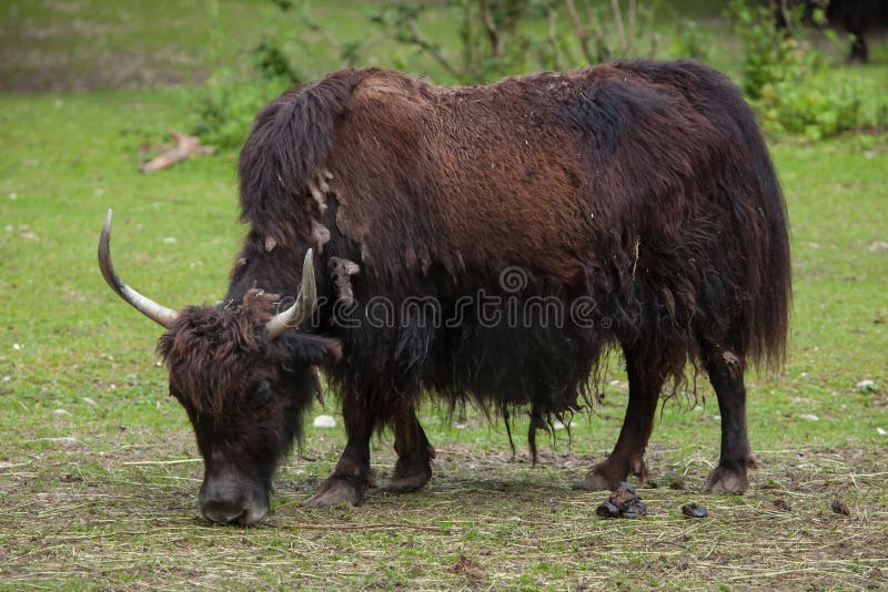 Bos Grunniens Domestico Dei Yak Immagine Stock - Immagine di fauna ...
