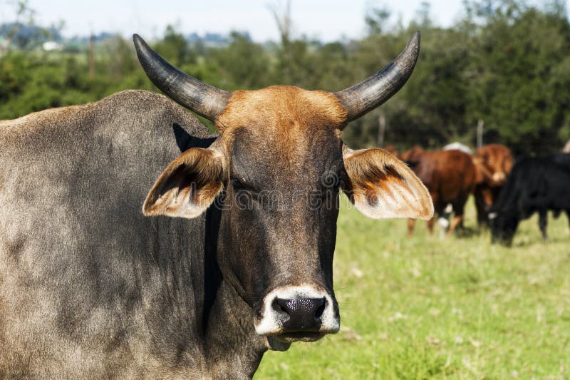 A Bos Indicus Breed Cow with Horns Stock Photo - Image of closeup ...