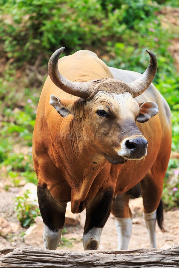 Bos javanicus stock image. Image of banteng, power, mammal - 38769585