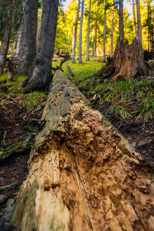 Bos landschap stock foto. Image of sparren, milieu, nevelig - 134653046