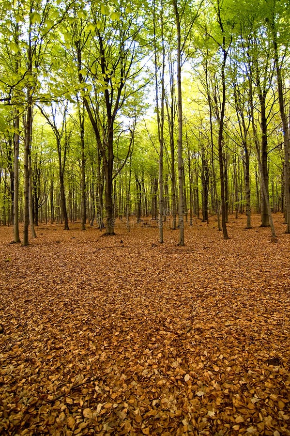 Bos landschap stock foto. Image of boom, gang, steeg - 57881780