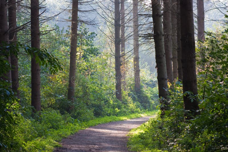 Bos Landschap Met Zonlicht Door De Bomen Stock Afbeelding - Image of ...