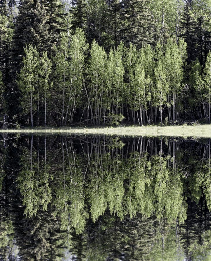 Bos Meer stock afbeelding. Image of boom, geest, tijd - 12158705