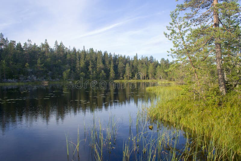 Bosmeer stock afbeelding. Image of gekleurd, niet, meer - 3093589