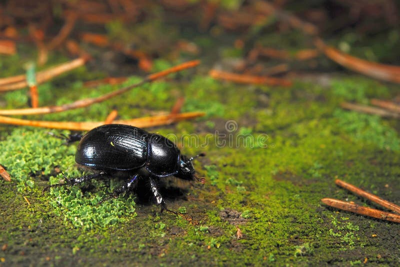 Bosmestkeever stock afbeelding. Image of mest, europa - 27926319