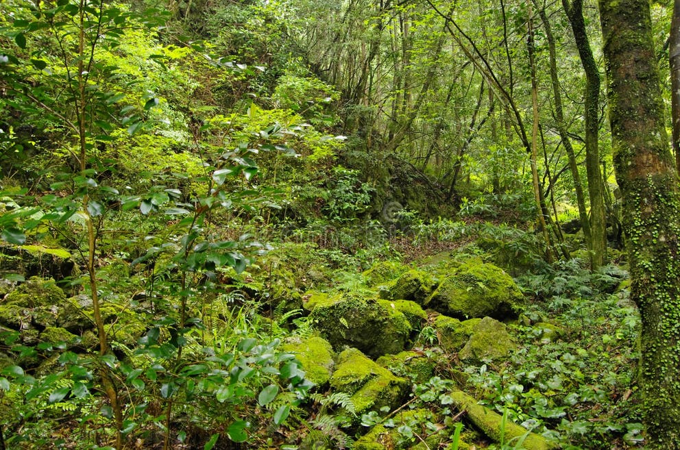 Bos Met Mos Wordt Behandeld Dat Stock Afbeelding - Image of groen, boom ...