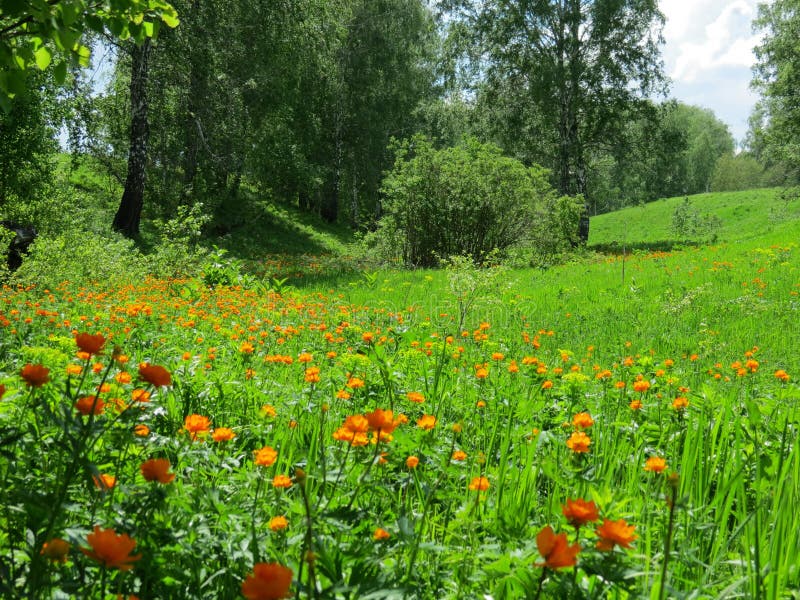 Bos-steppen in de zomer stock afbeelding. Image of blauw - 33042809