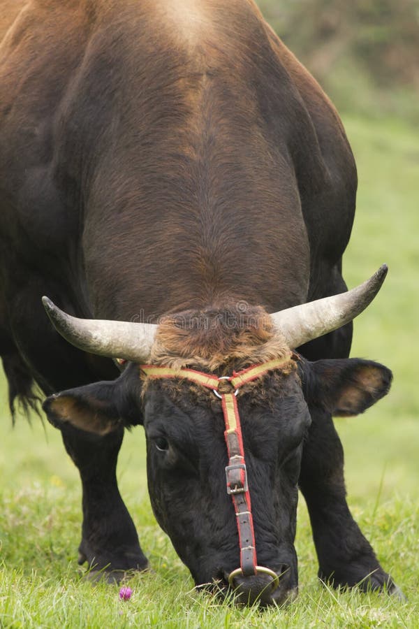Bos Taurus Bull Grazing in a Meadow Looking Menacingly at the Camera ...