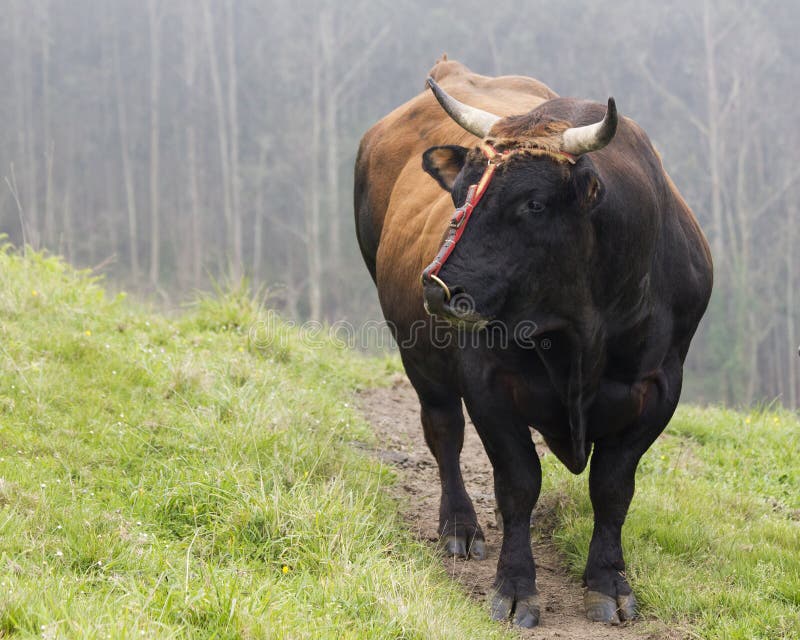 Bos Taurus Bull in a Meadow Facing Sideways, Copy Space Stock Image ...