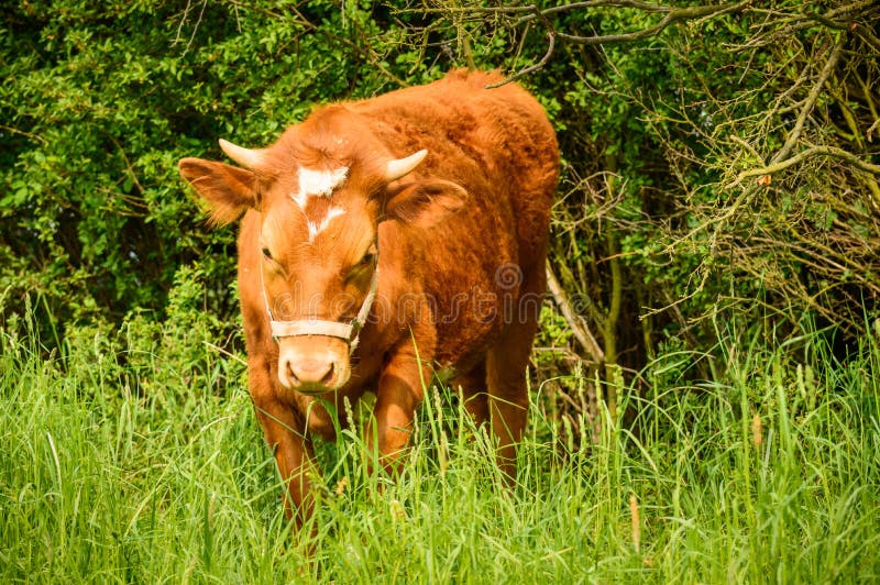 Dangerous Bull of European Bison in the Forest in National Park ...
