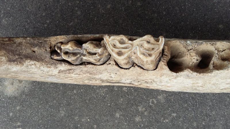 Bos taurus editorial image. Image of tooth, jawbone, taurus - 91842445