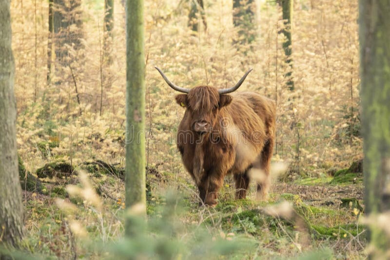 Highlander Animal Bison with Horns in Nature Stock Photo - Image of ...