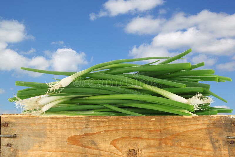 Bos Van Groene Uien in Een Houten Krat Stock Afbeelding - Image of ...