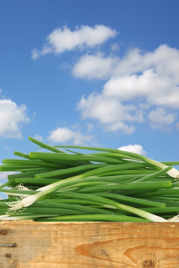 Bos Van Groene Uien in Een Houten Krat Stock Afbeelding - Image of ...