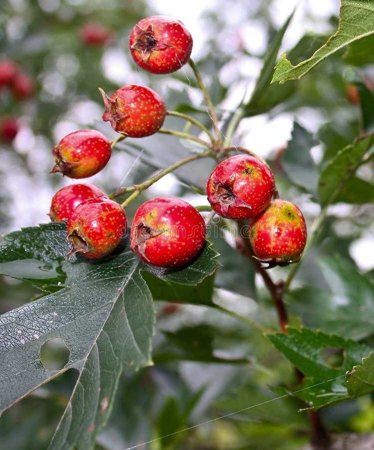 Bloedrood Foto. Afbeelding: 819665