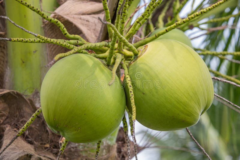 Bos van kokosnoten stock afbeelding. Image of voer, groen - 28642169