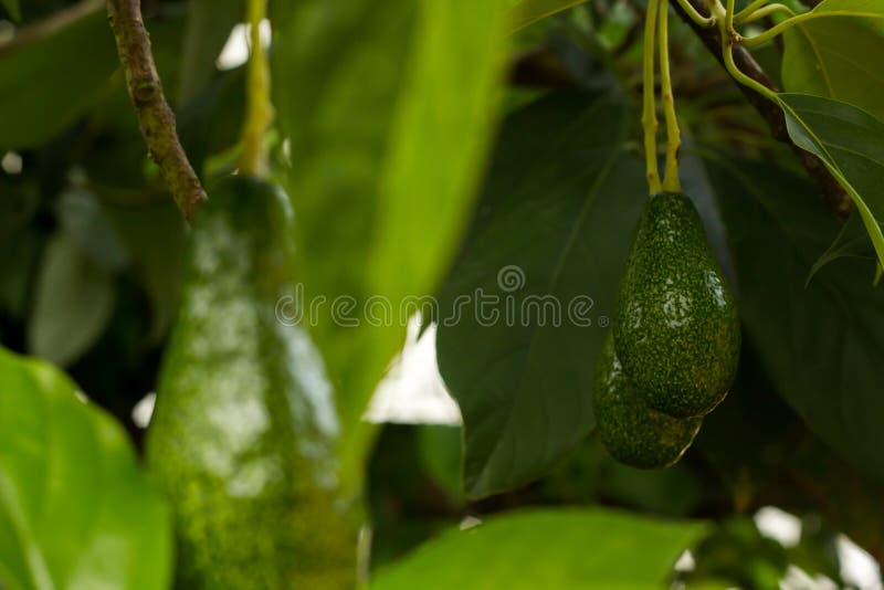Bos Van Rijpe Avocado's Op De Boom, Selectieve Nadruk Stock Foto ...