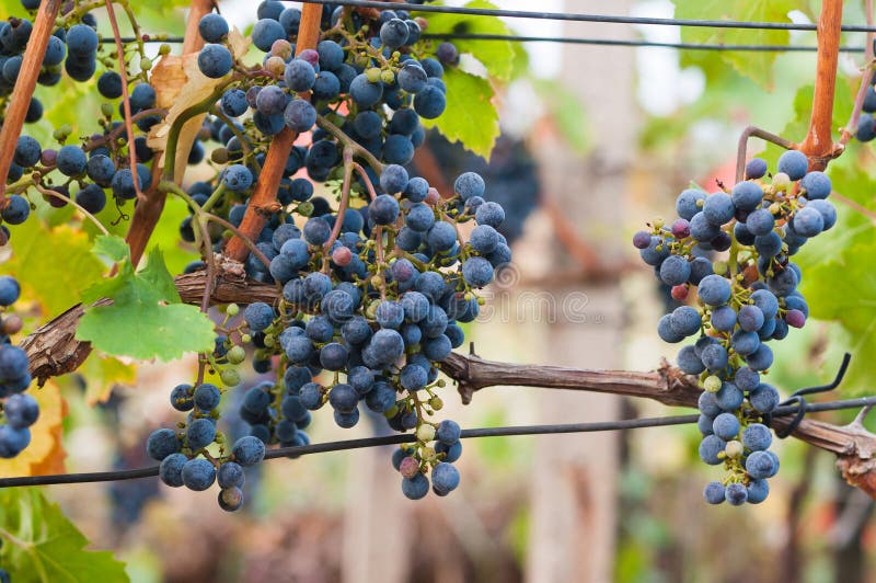 Bos Van Rode Wijndruif Cabernet - Sauvignon Stock Foto - Image of sluit ...