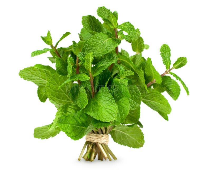 Bos van verse munt stock foto. Image of verfrissing, balsem - 28155904