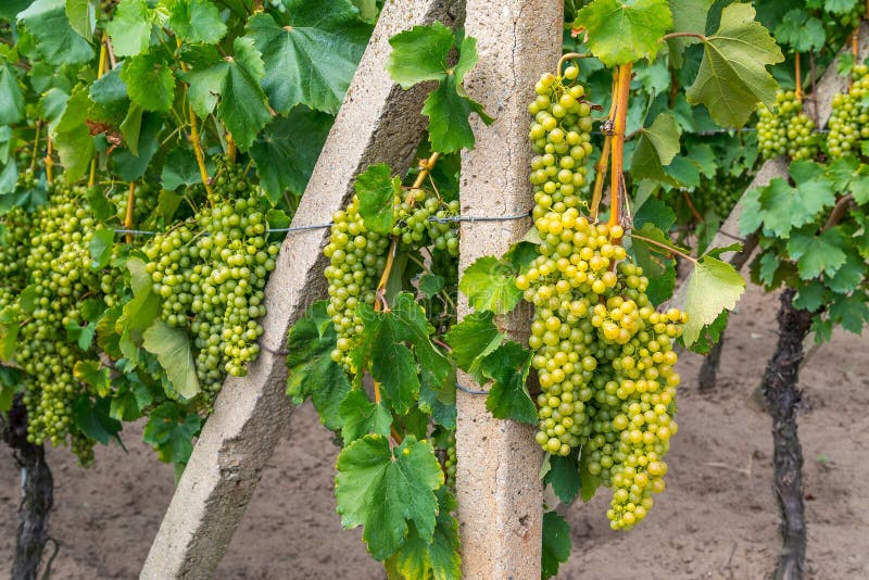 Bos Van Rode Wijndruif Cabernet - Sauvignon Stock Foto - Image of sluit ...