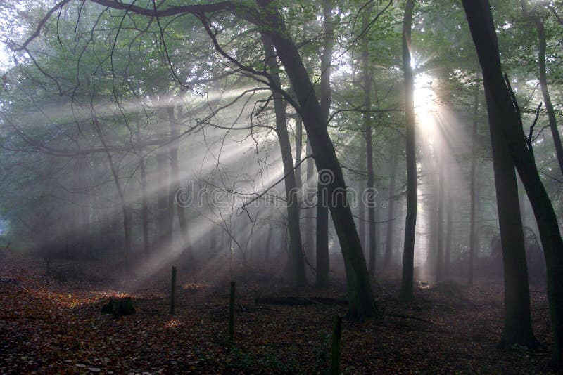 Bos Zonnestralen stock afbeelding. Image of zonnestraal - 3455153
