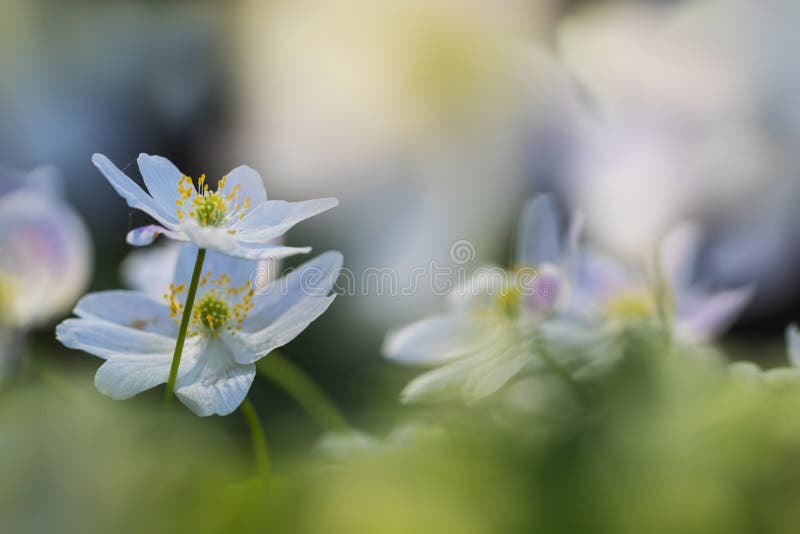 Bosanemoon, Wood Anemone, Anemone Nemorosa Stock Photo - Image of ...