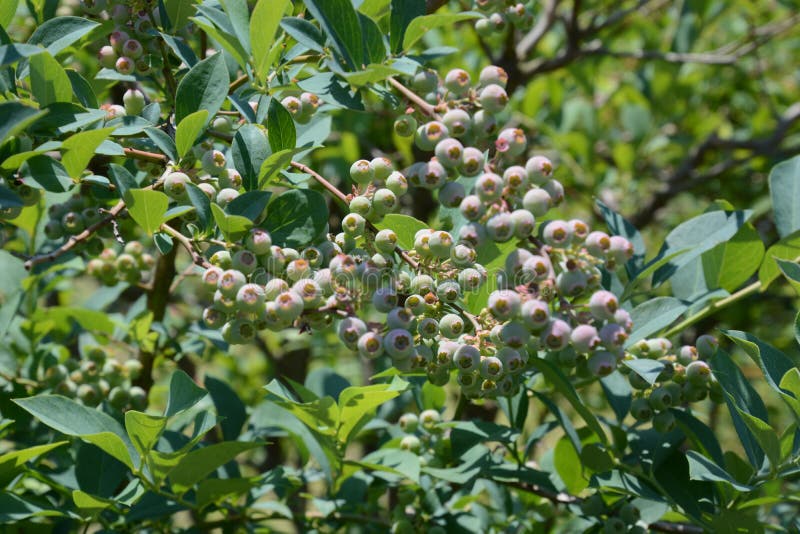 Bosbes stock foto. Image of seizoen, voedsel, bosbessen - 118005382