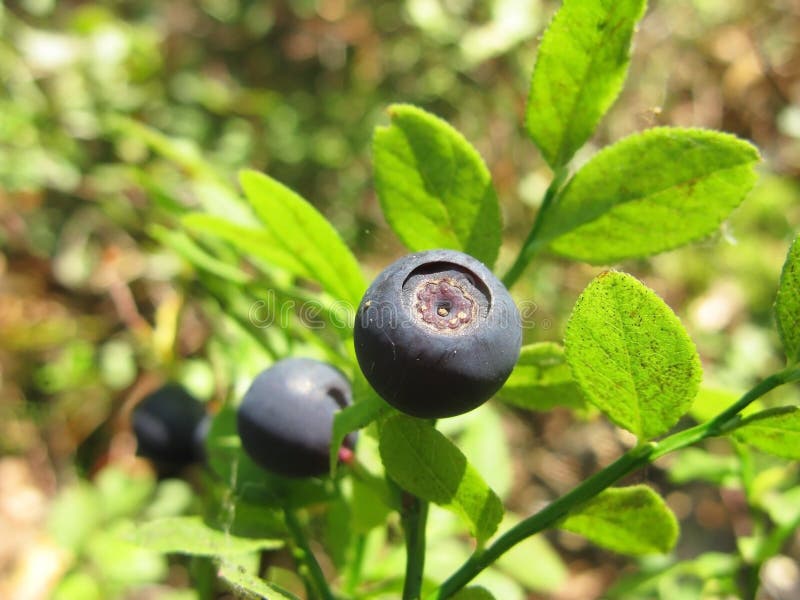 Bosbes stock foto. Image of blauw, versheid, organisch - 15184480