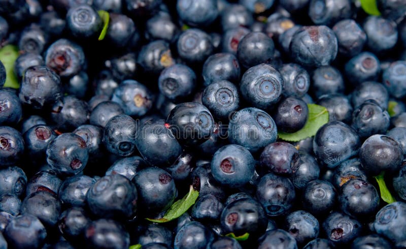 Bosbes stock afbeelding. Image of rijp, blauw, volledig - 17200663